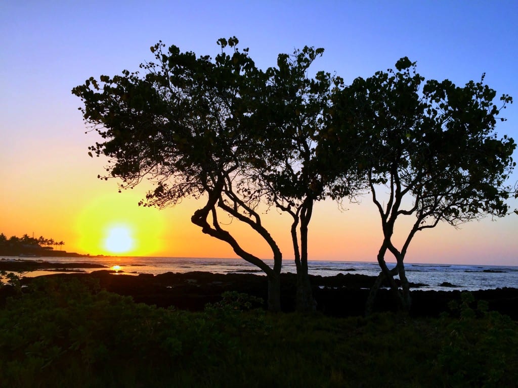 About MiloTree, the Smart Pop-up to grow your following and email list.